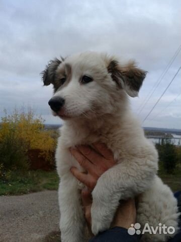 Щенулька Жанна, 2 мес
