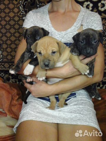 Крупные,здоровые и игривые щенки стаффтерьера