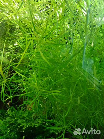 Прополка аквариумных растений