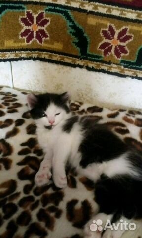 Котята в дар