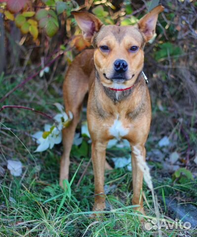 Пёс компактного размера в дар