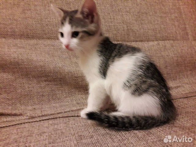 Милая нежная кошечка