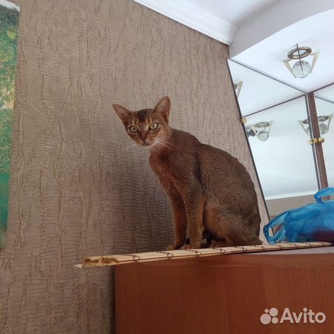 Абиссинская кошечка ищет жениха