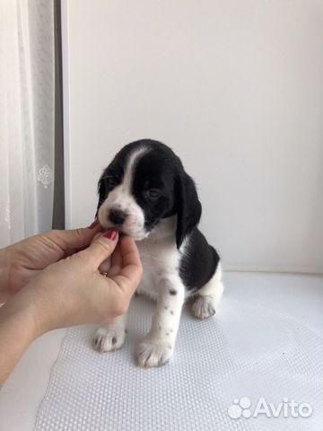 Спаниель-бигль