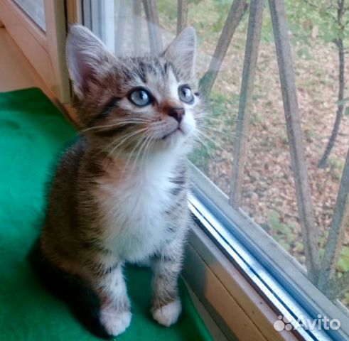 Лесной котенок-мальчик в дар 1 мес