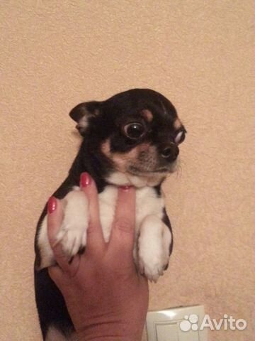 Чихуахуа модные гламурные крошки