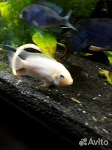 Цихлиды на обмен