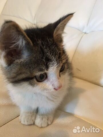 Котятки (2 месяца)