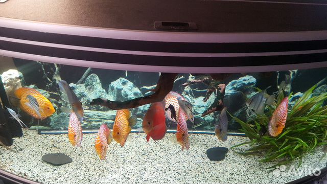 Аквариум Альтум (Altum panoramic) Биодизайн