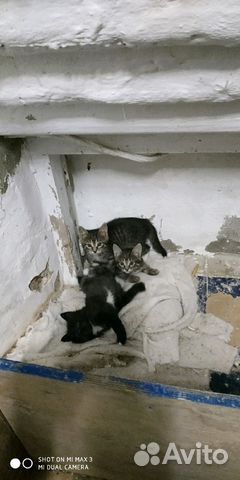 Монастырские котята