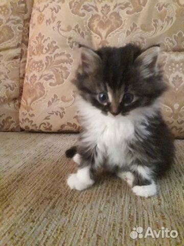 Отдам кошечку