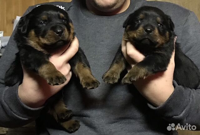 Щенки ротвейлера