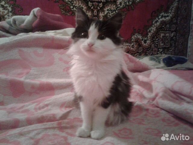 Котенок