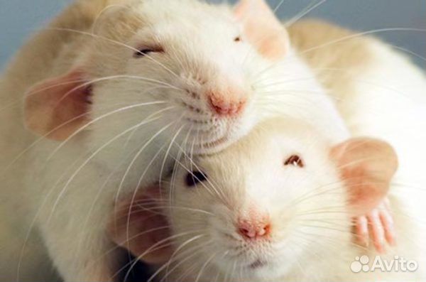 Отдадим в добрые руки домашних крысок