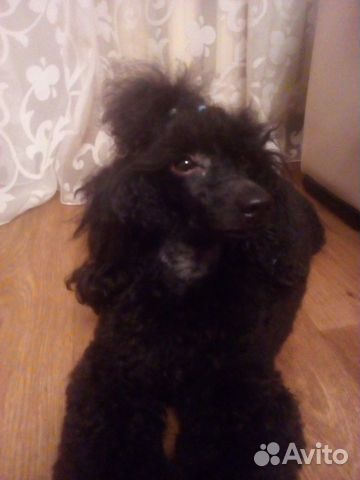 Продам пуделя