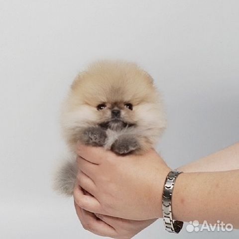 Микро ребёнок шпиц