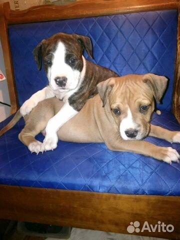 Стаффордширский терьер