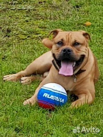 Ка де бо(щенки)