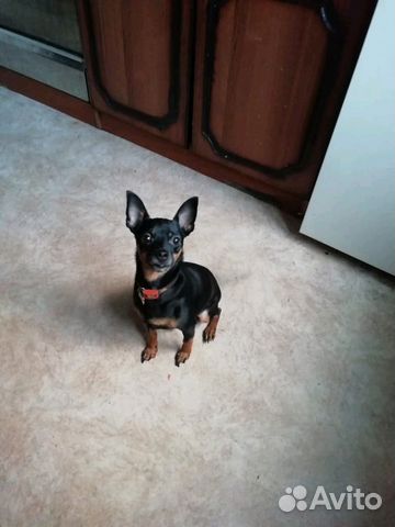 Тойтерьер 4 года размер стандарт в добрые руки