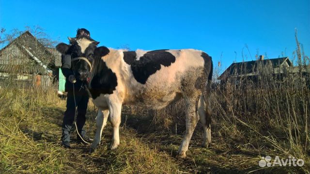 Крс бараны,козы