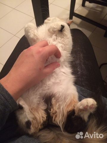 Супер спокойный котенок