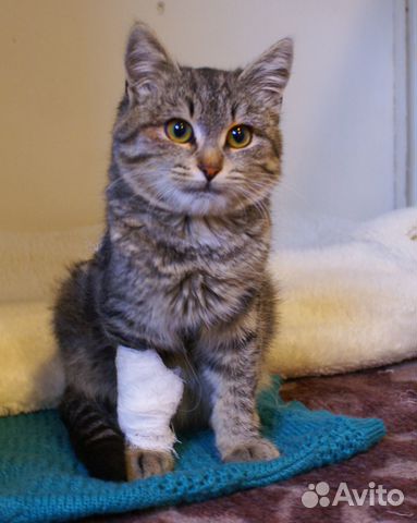 Пухленькая красавица Тыковка