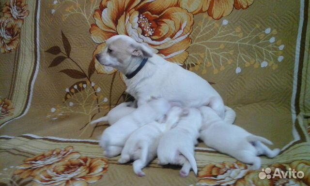 Щенки чихуа-хуа