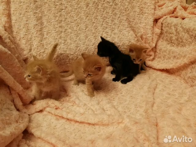Котята