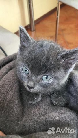 Котенок нибелунг в добрые руки