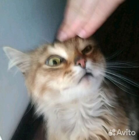 Кот сибиряк