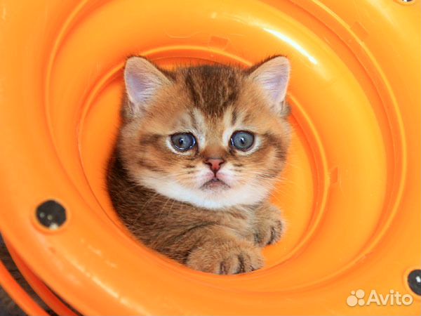Ириска - кошечка скоттиш-страйт