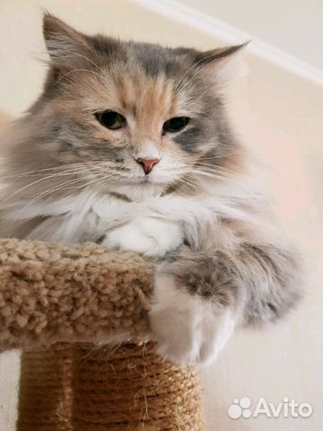 Сибирская шикарная кошка 1год,привита,стерилизован