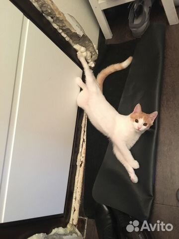 Вареник ищет лучших родителей