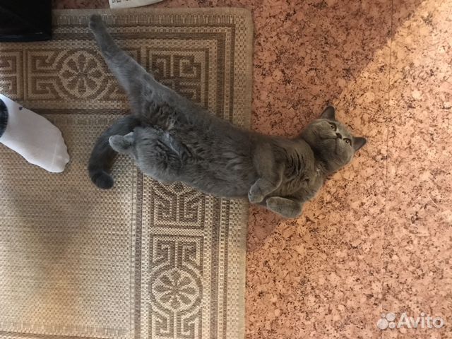 Вязка\случка кошки с котом