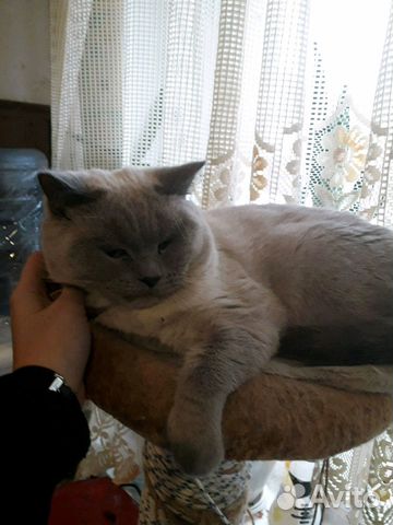 Чистокровный шотландец