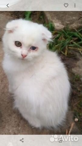Вислоухий котенок белый