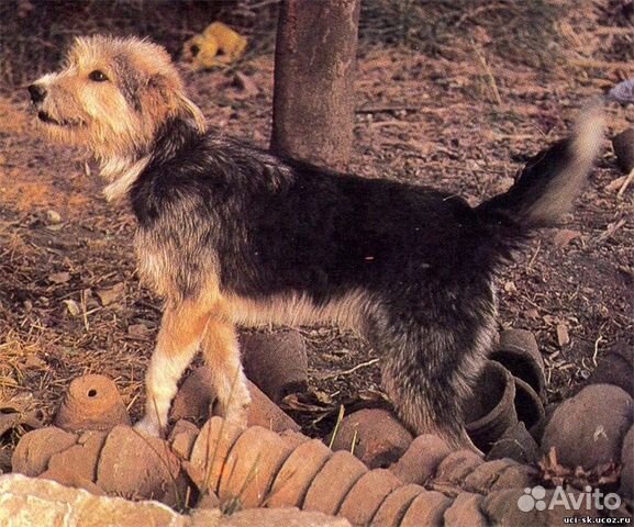 Овчарка арманд /не эрдель это опечатка