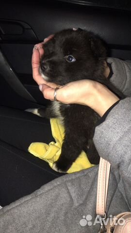 Чёрная овчарка