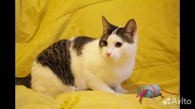 Беляшик в добрые руки