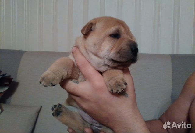 Продам щенка шарпея