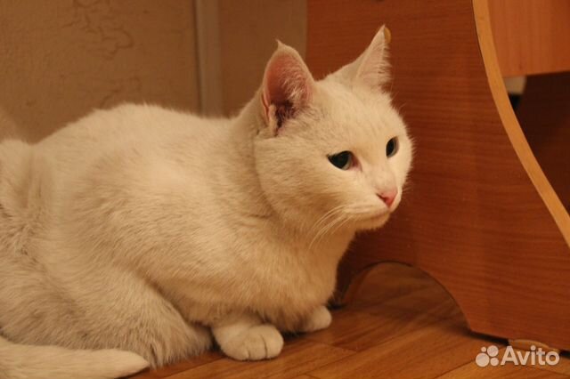 Кошка Пельмешка