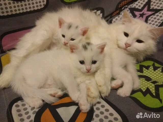 Продам. Мальчик и девочка.(1месяц)