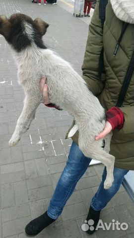 Отдам щенка