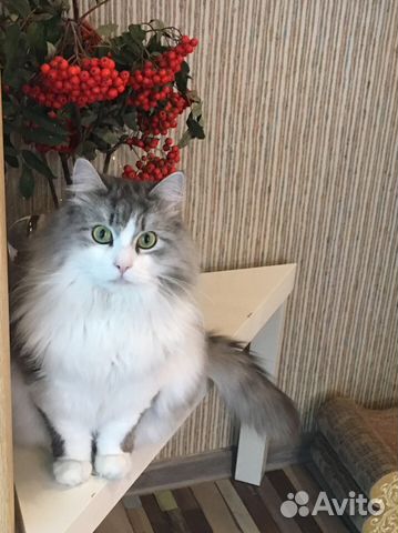 Серый пушистик