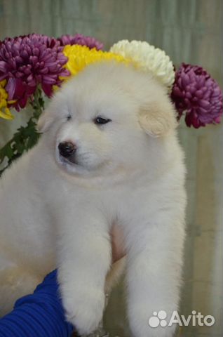 Аляскинский маламут