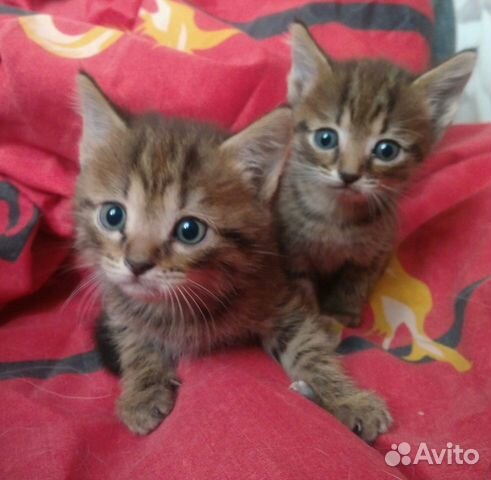 Котята Давид и Голиаф, 1,5 месяца