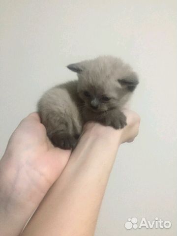 Котята от шотланской мамы