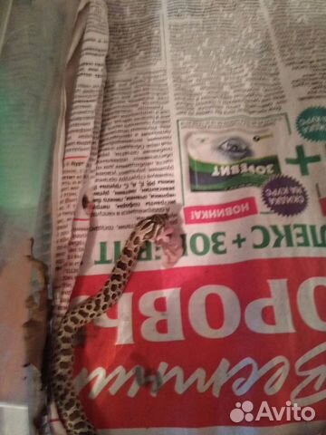 Свинки молодые