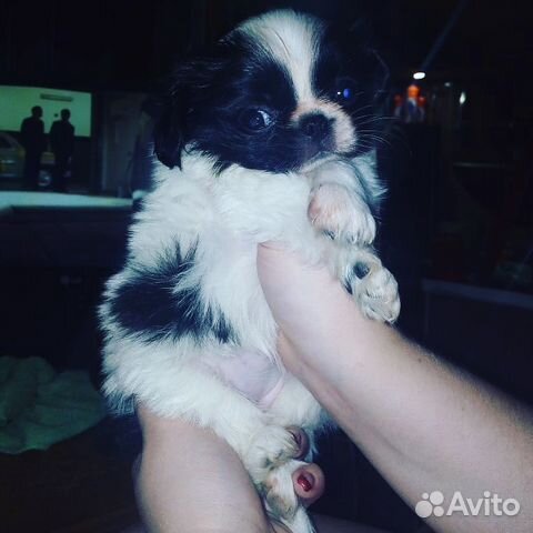 Щенок японского хина