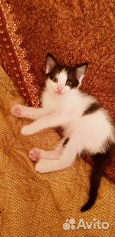 Крошка Горошек котёнок 1,5 мес в дар